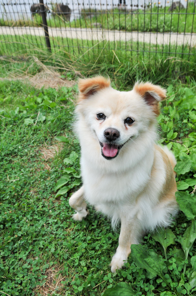 あれから1年 | 福島市のペットサービス もごせ トレーナー ペットシッター お散歩代行 ペットホテル 福島市のペットサービス もごせ ...