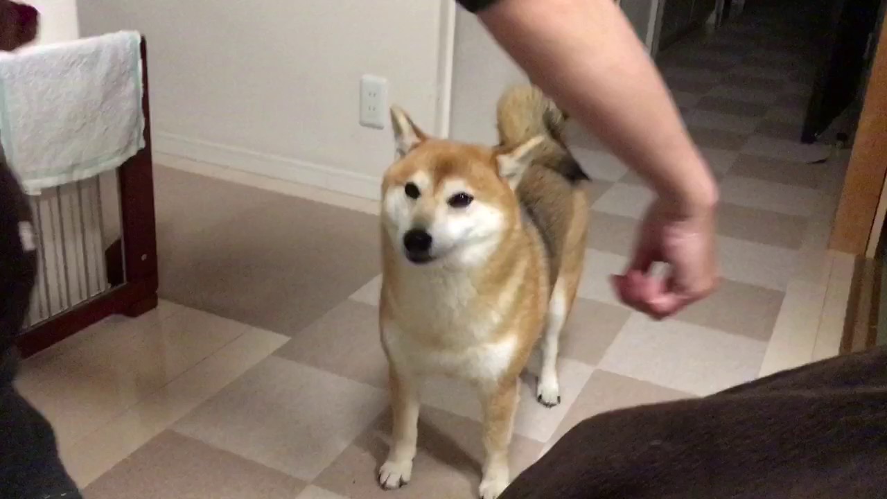 伝わる伝え方で伝える | 福島市のペットサービス もごせ トレーナー ペットシッター お散歩代行 ペットホテル