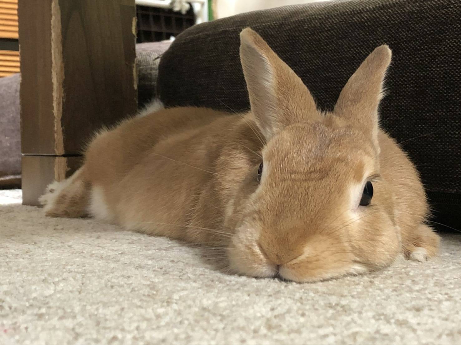 出先でも安心できました | 福島市のペットサービス もごせ トレーナー ペットシッター お散歩代行 ペットホテル 福島市のペットサービス も ...