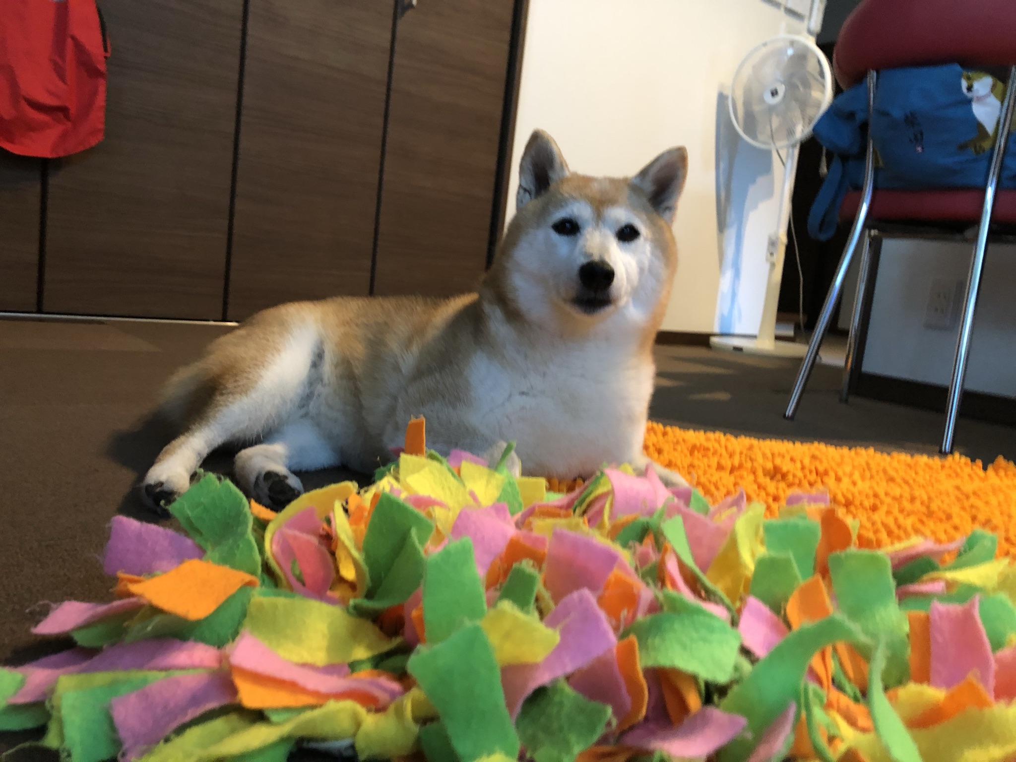 暑さ対策あれこれ | 福島市のペットサービス もごせ トレーナー ペットシッター お散歩代行 ペットホテル