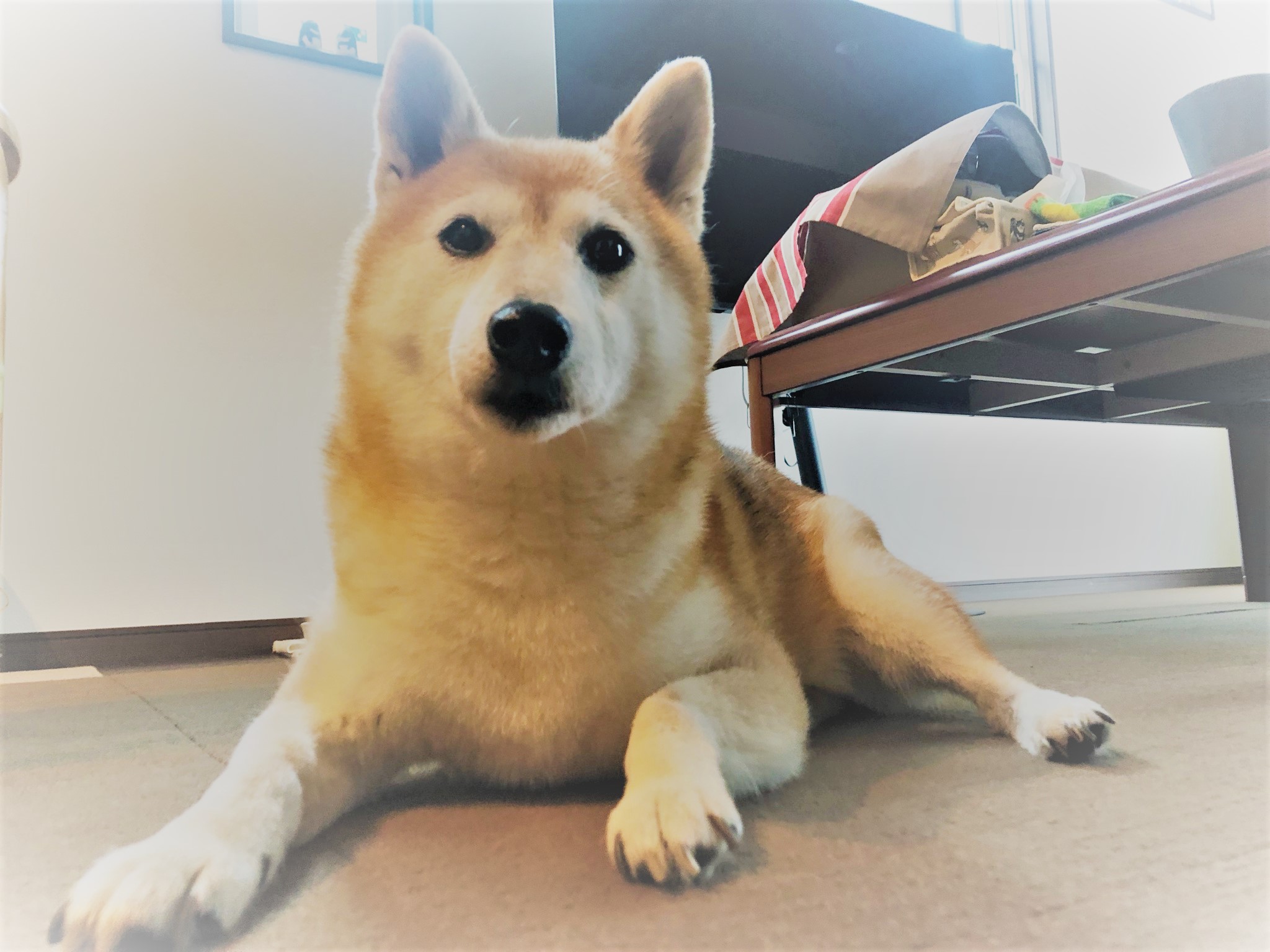 遊びにも知識と基礎を | 福島市のペットサービス もごせ トレーナー ペットシッター お散歩代行 ペットホテル