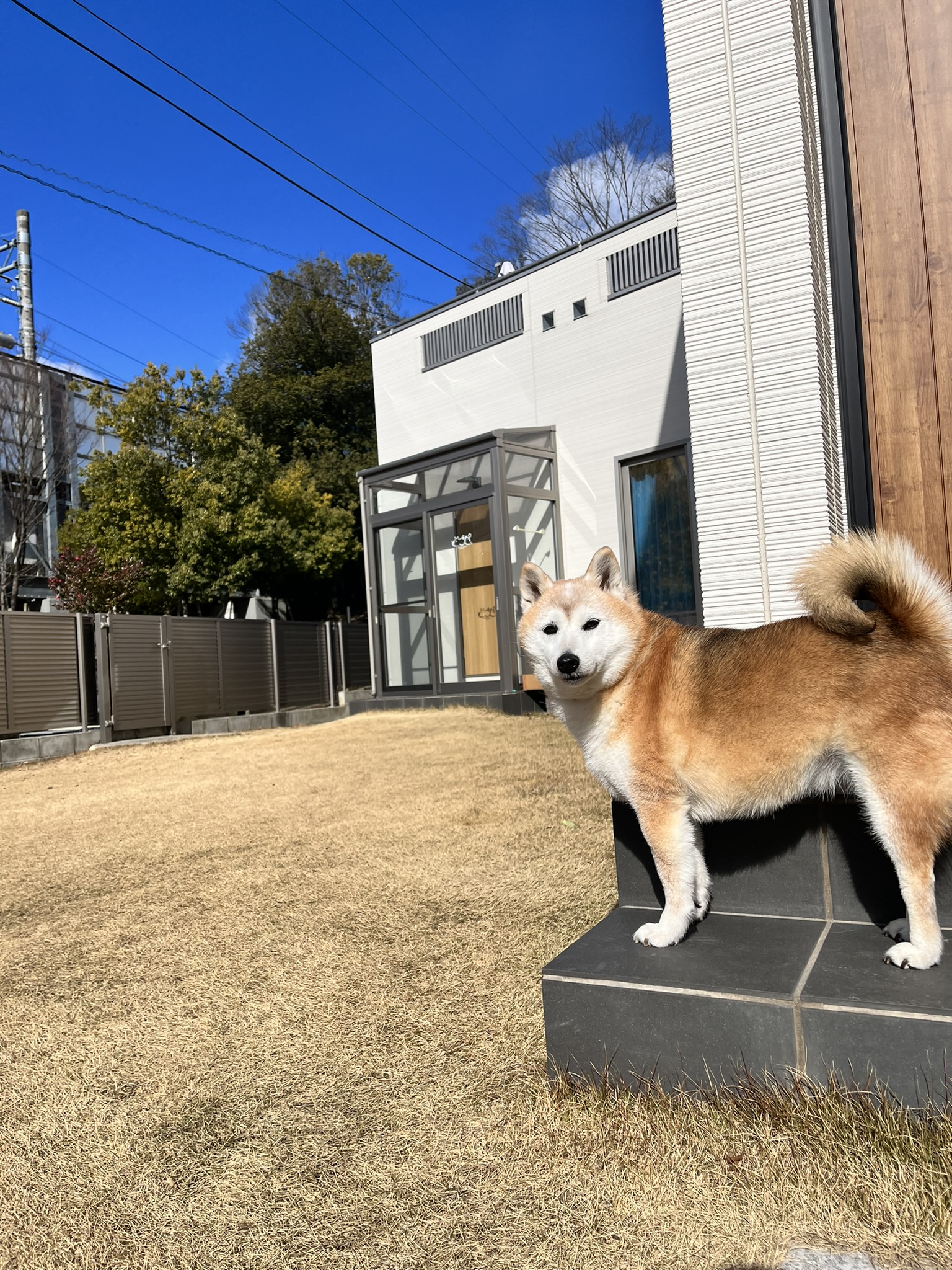 ペットシッター・ホテル4月15日まで予約終了、トレーニングはご予約可、4月以降値上がり予定 | 福島市のペットサービス もごせ トレーナー ...