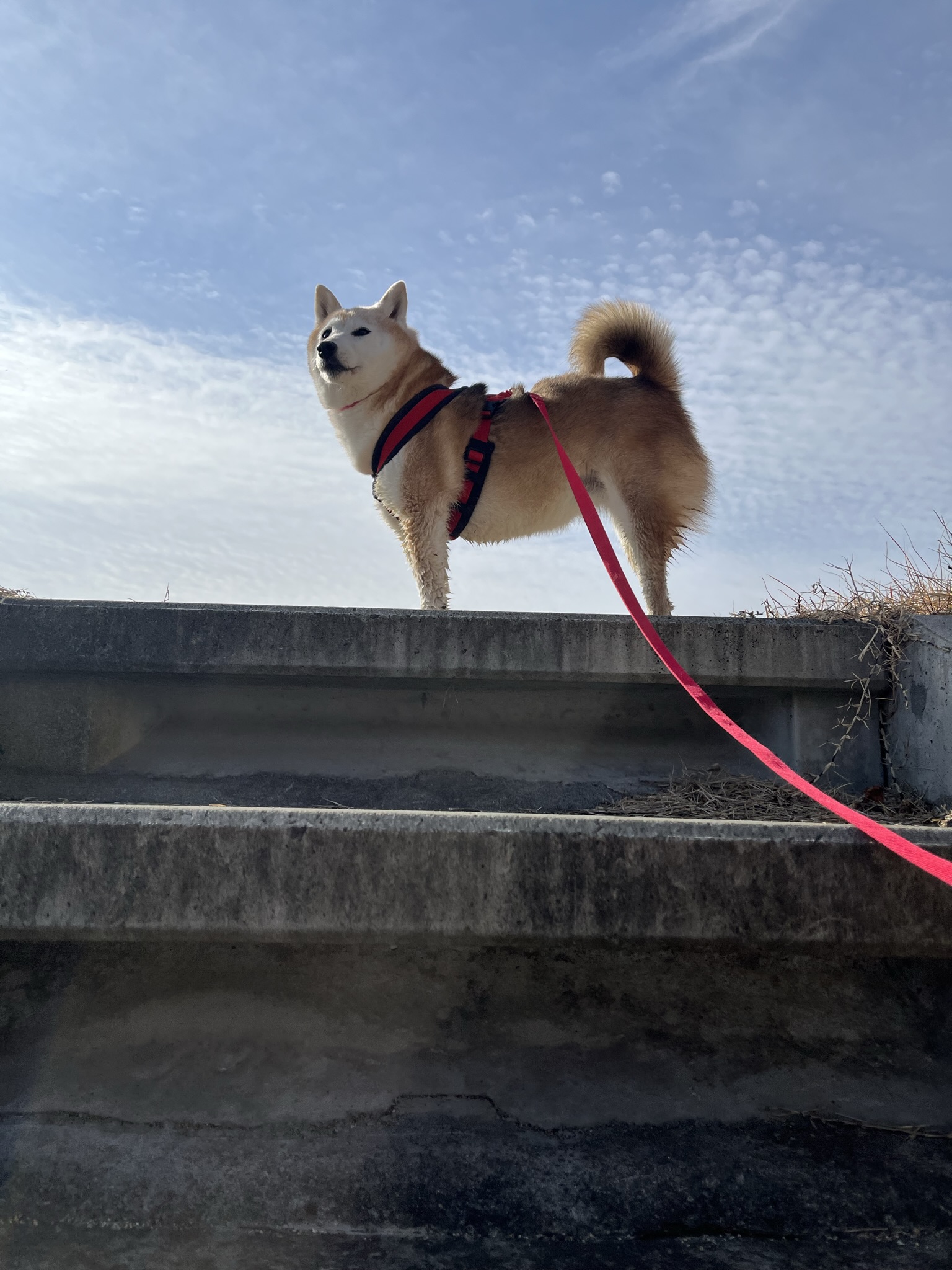 2024年3月～予約受付中 | 福島市のペットサービス もごせ トレーナー ペットシッター お散歩代行 ペットホテル 福島市のペットサービス ...