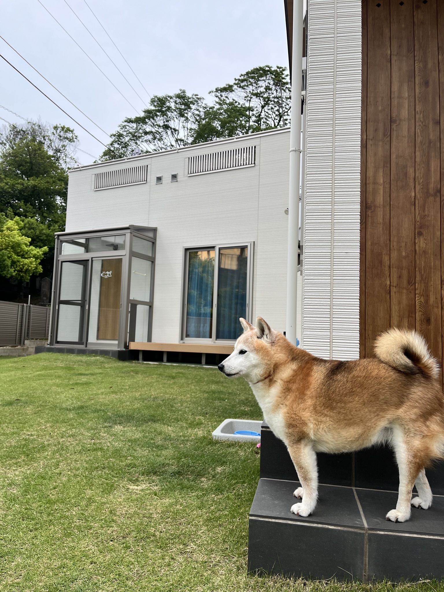 夏のご予約受付中🍉 | 福島市のペットサービス もごせ トレーナー ペットシッター お散歩代行 ペットホテル